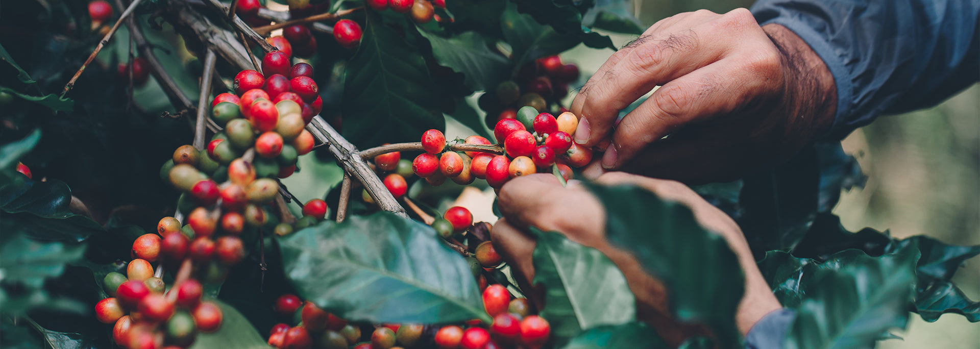 Freeze Dried Coffee – temionz